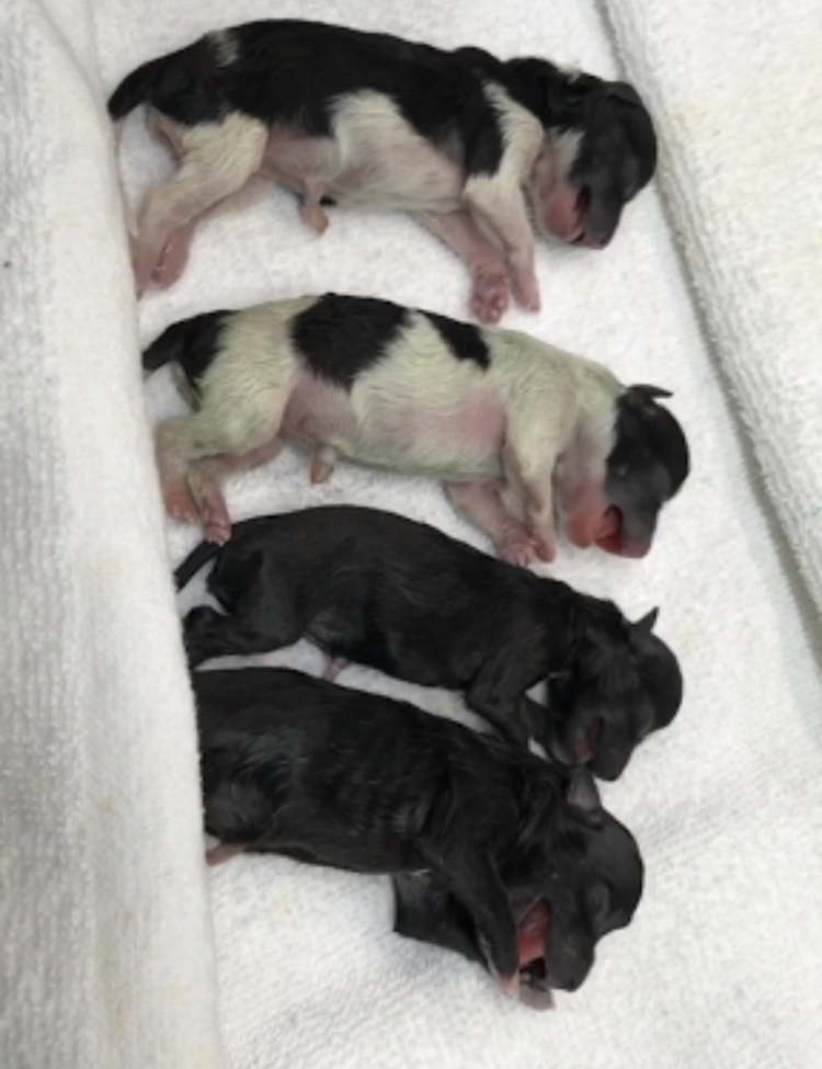 Gallery | Animal Hospital and Veterinary Center Bronx / Lurting Ave 10469